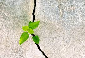 The Habit of Resilience – Flourishing @ Life